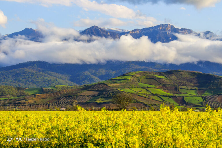 Gorgeous Blossoms Herald Arrival Of Spring In Northern Iran - Iran ...