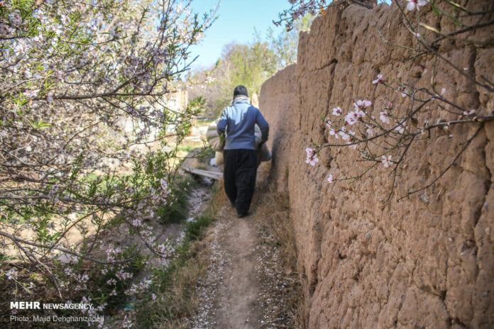 Iran’s Beauties In Photos: Spring Blossoms In Mehriz - Iran Front Page