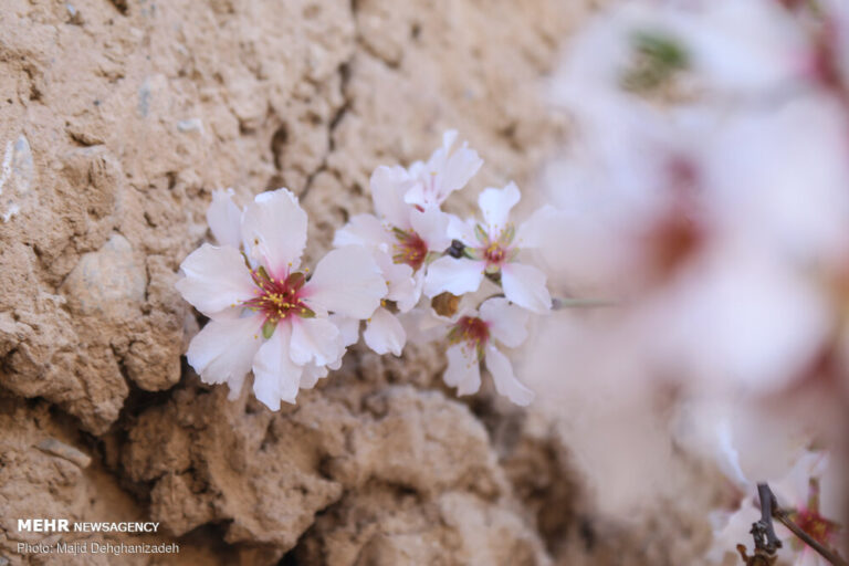 Iran’s Beauties In Photos: Spring Blossoms In Mehriz - Iran Front Page