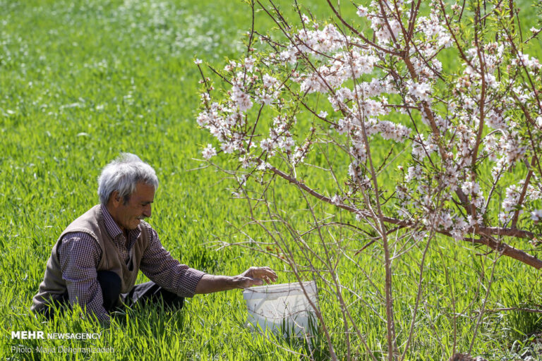 Iran’s Beauties In Photos: Spring Blossoms In Mehriz - Iran Front Page