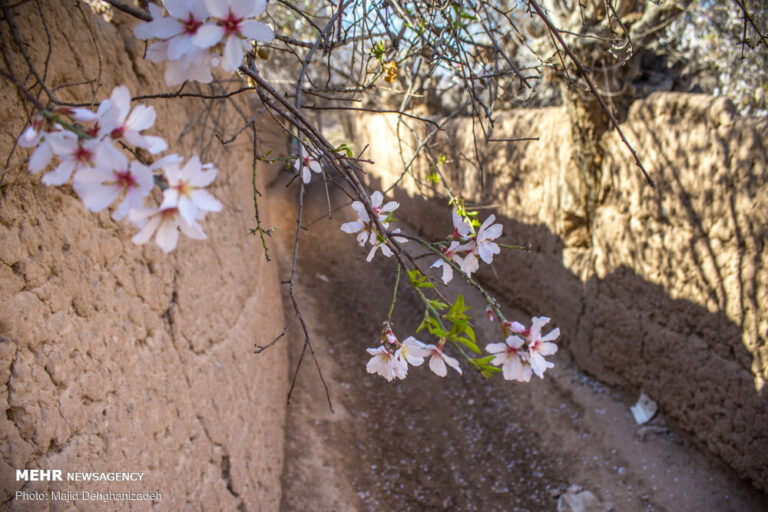 Iran’s Beauties In Photos: Spring Blossoms In Mehriz - Iran Front Page