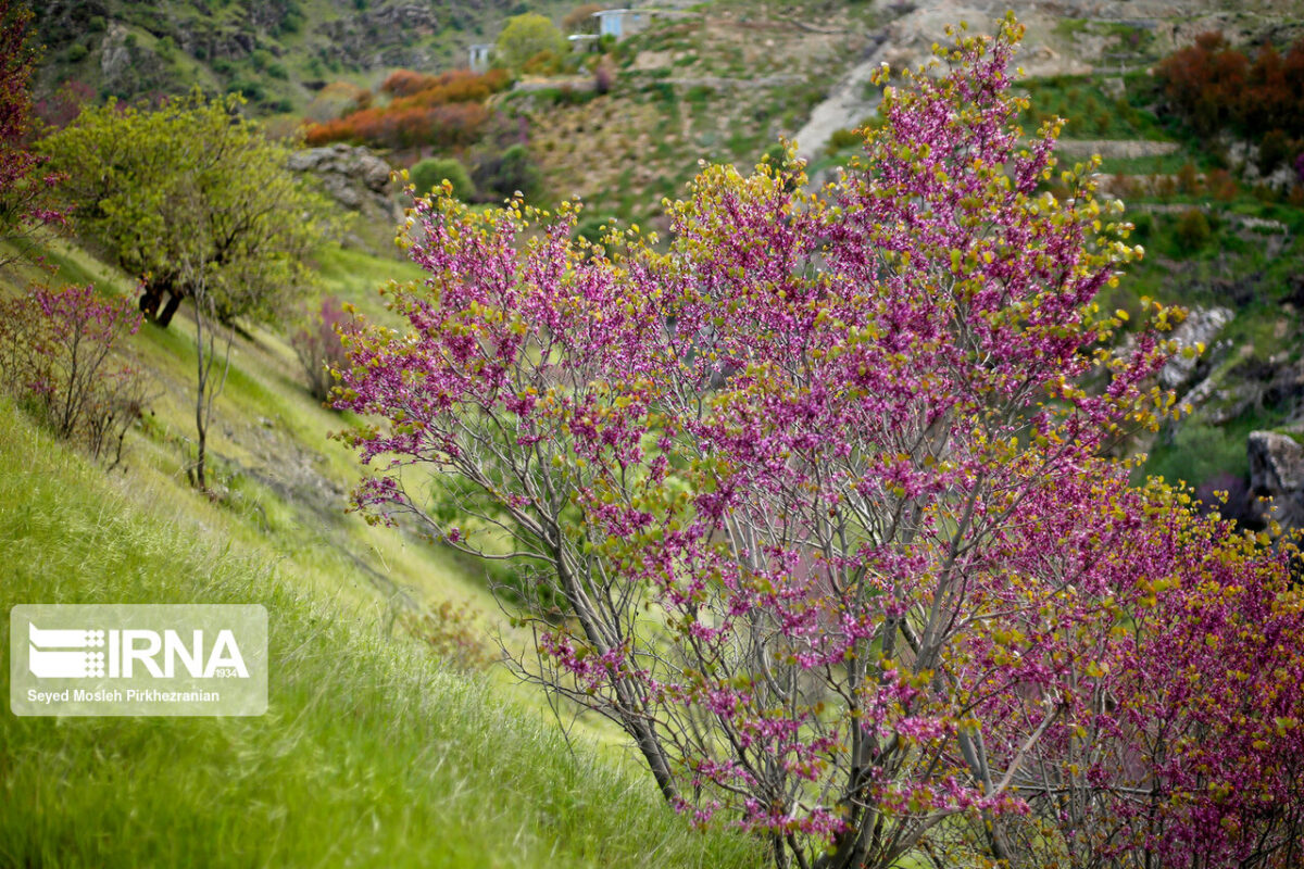 Iran's Nature In Photos: Valley Of Judas Trees In Kurdistan - Iran ...