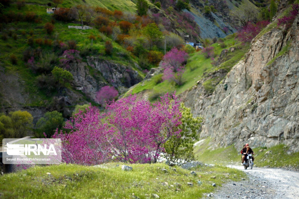 Iran's Nature In Photos: Valley Of Judas Trees In Kurdistan - Iran ...