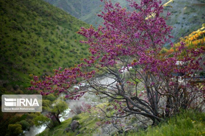 Iran's Nature In Photos: Valley Of Judas Trees In Kurdistan - Iran ...