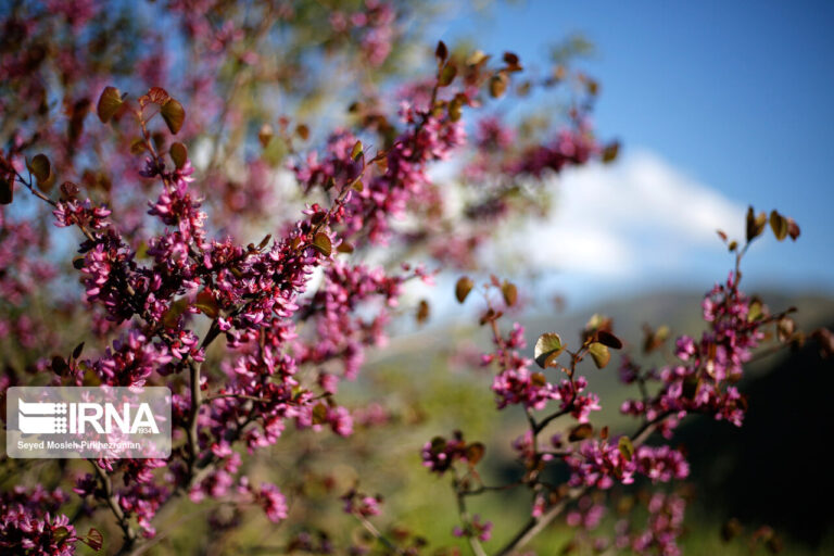 Iran's Nature In Photos: Valley Of Judas Trees In Kurdistan - Iran ...