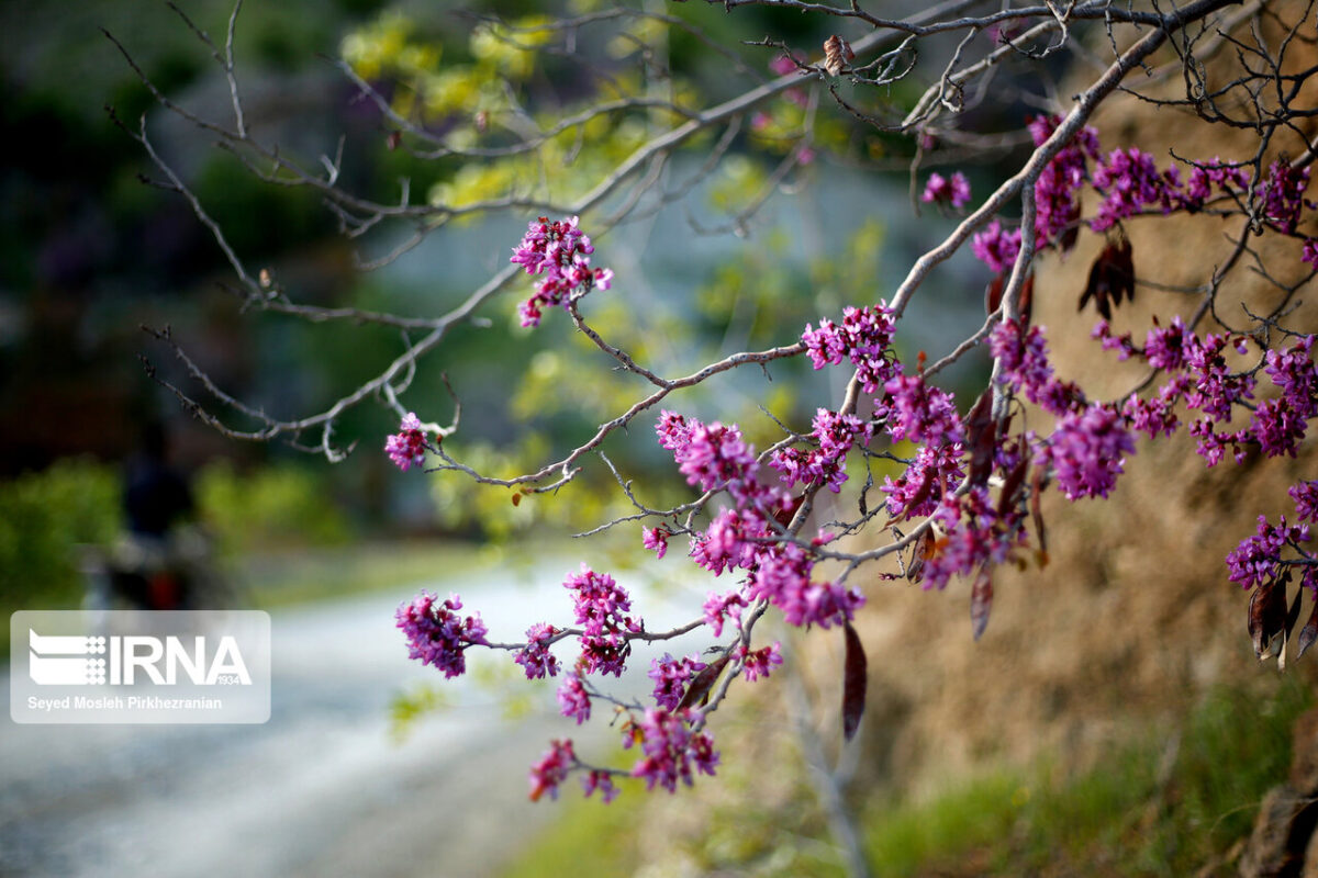 Iran's Nature In Photos: Valley Of Judas Trees In Kurdistan - Iran ...