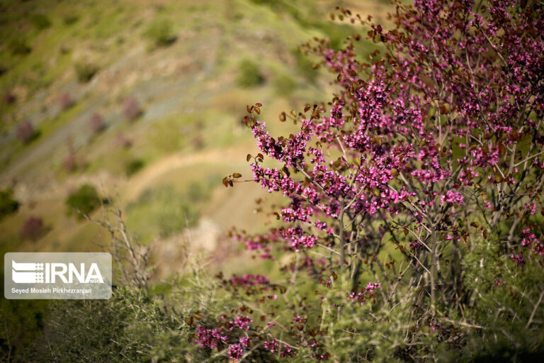 Iran's Nature In Photos: Valley Of Judas Trees In Kurdistan - Iran ...