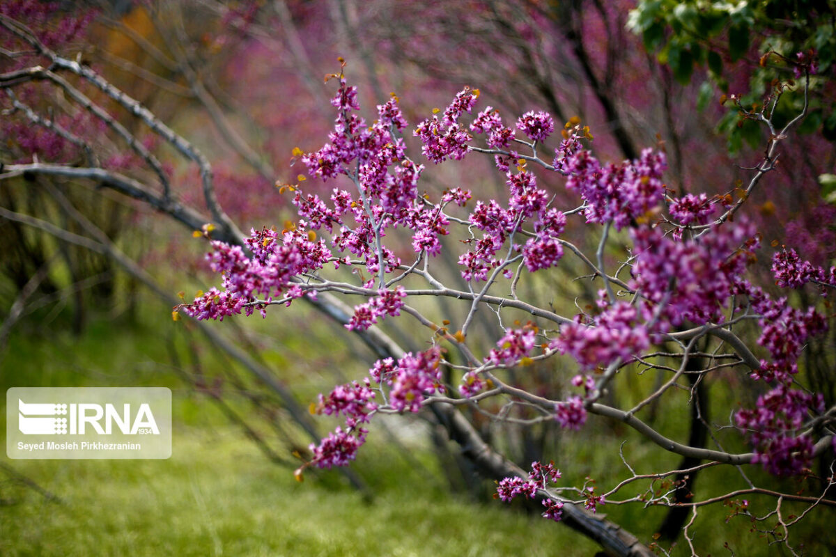 Iran's Nature In Photos: Valley Of Judas Trees In Kurdistan - Iran ...