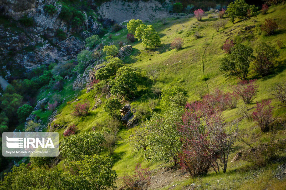 Iran's Nature In Photos: Valley Of Judas Trees In Kurdistan - Iran ...
