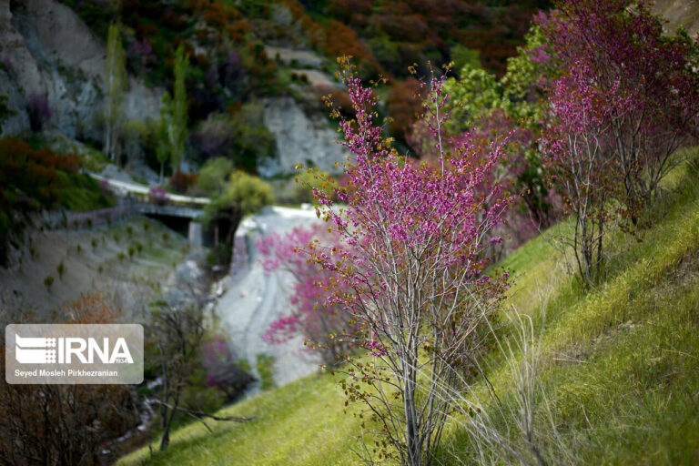 Iran's Nature In Photos: Valley Of Judas Trees In Kurdistan - Iran ...