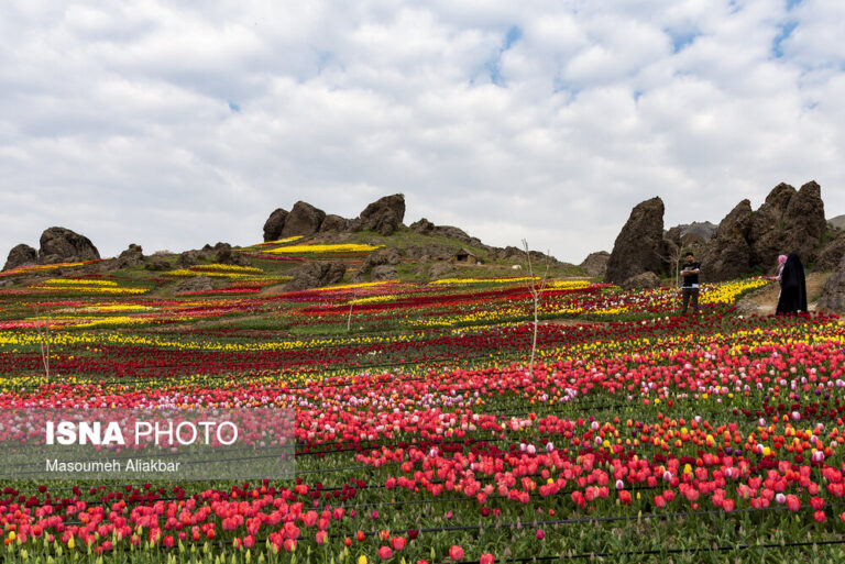 Iran's Beauties In Photos: Alborz Tulip Farms - Iran Front Page