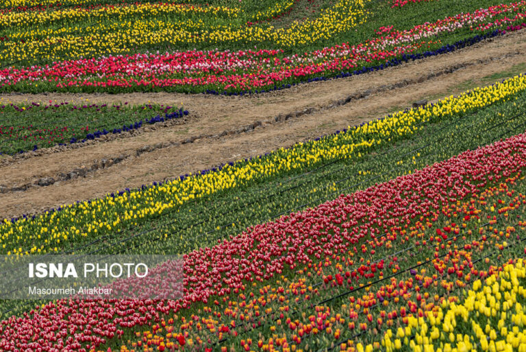 Iran's Beauties In Photos: Alborz Tulip Farms - Iran Front Page