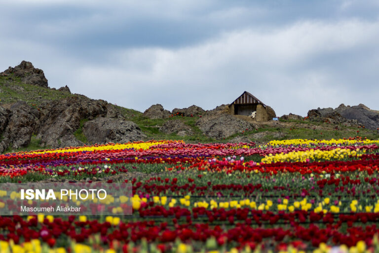 Iran's Beauties In Photos: Alborz Tulip Farms - Iran Front Page