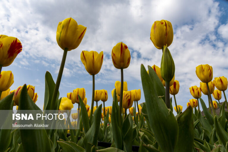 Iran's Beauties In Photos: Alborz Tulip Farms - Iran Front Page