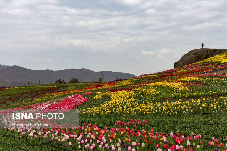 Iran's Beauties In Photos: Alborz Tulip Farms - Iran Front Page