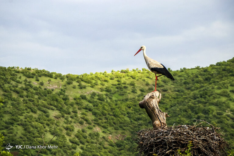 Iran's Nature In Photos: Storks Return To Marivan - Iran Front Page