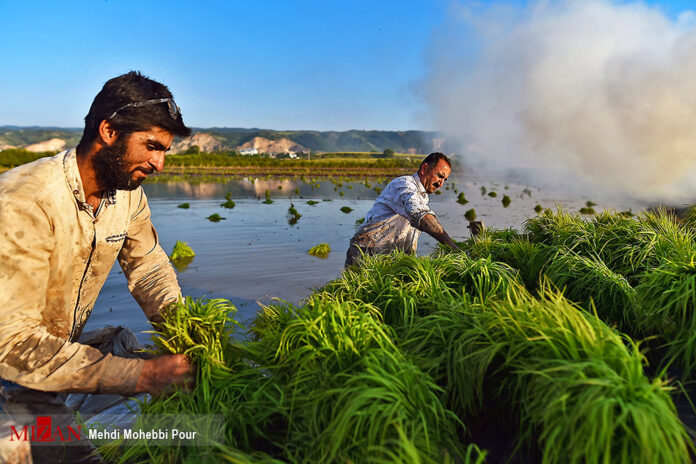 Iran In Photos: Rice Transplantation In Mazandaran - Iran Front Page