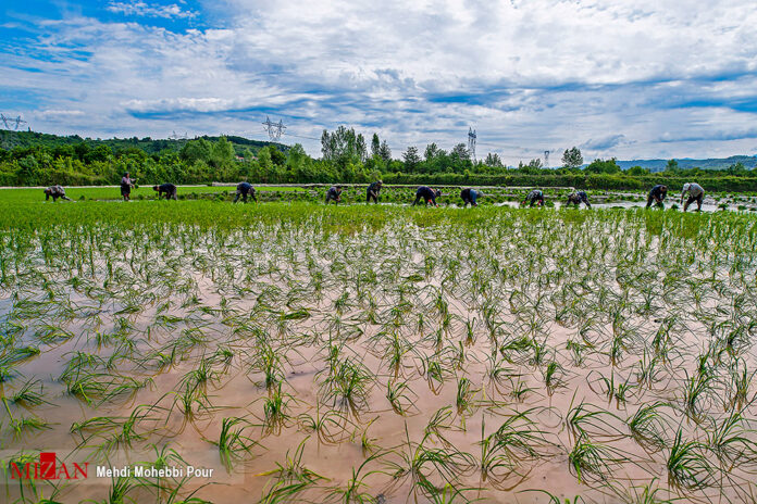 Iran In Photos: Rice Transplantation In Mazandaran - Iran Front Page