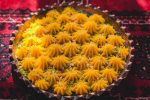 Tar Halva | Iranian Dessert - Iran Front Page