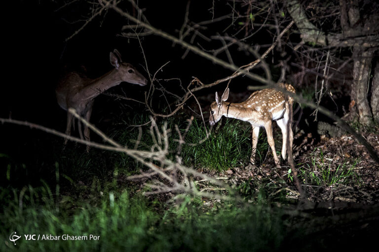 Iran's Wildlife In Photos: Persian Fallow Deer - Iran Front Page