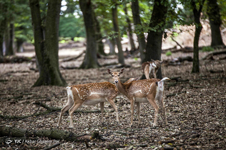Iran's Wildlife In Photos: Persian Fallow Deer - Iran Front Page