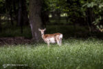 Iran's Wildlife In Photos: Persian Fallow Deer - Iran Front Page