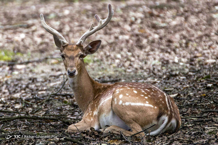 Iran's Wildlife In Photos: Persian Fallow Deer - Iran Front Page