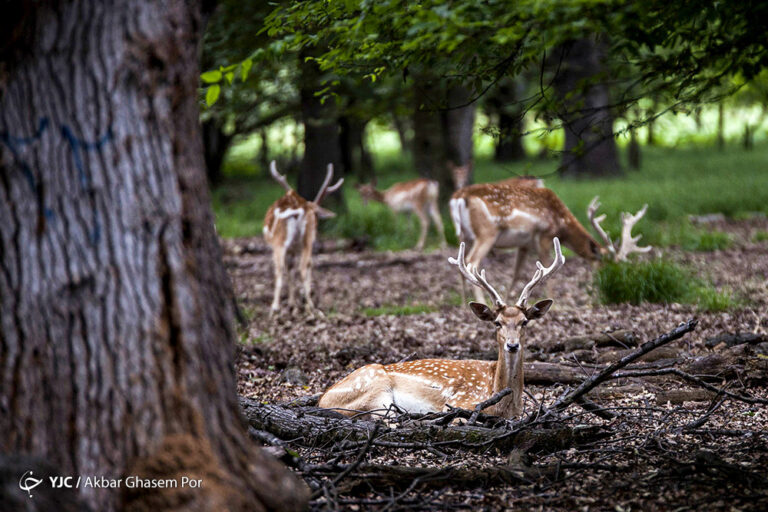 Iran's Wildlife In Photos: Persian Fallow Deer - Iran Front Page