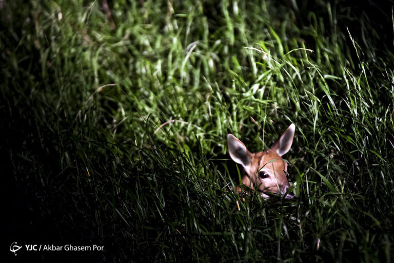 Iran's Wildlife In Photos: Persian Fallow Deer - Iran Front Page