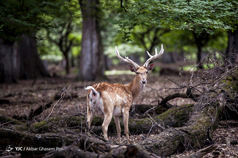 Iran's Wildlife In Photos: Persian Fallow Deer - Iran Front Page