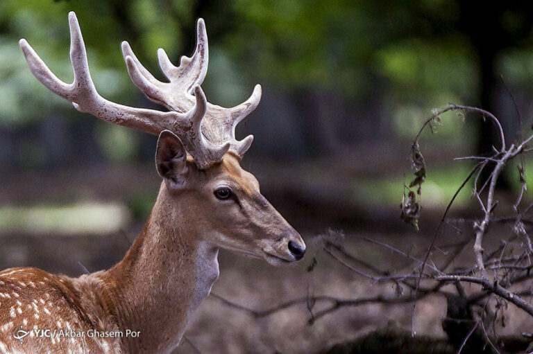 Iran's Wildlife In Photos: Persian Fallow Deer - Iran Front Page