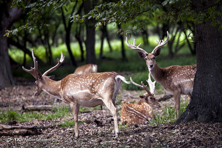 Iran's Wildlife In Photos: Persian Fallow Deer - Iran Front Page