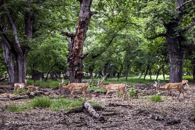 Iran's Wildlife In Photos: Persian Fallow Deer - Iran Front Page