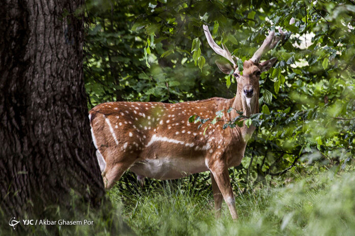 Iran's Wildlife In Photos: Persian Fallow Deer - Iran Front Page