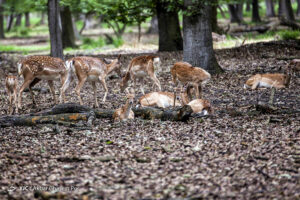 Iran's Wildlife In Photos: Persian Fallow Deer - Iran Front Page