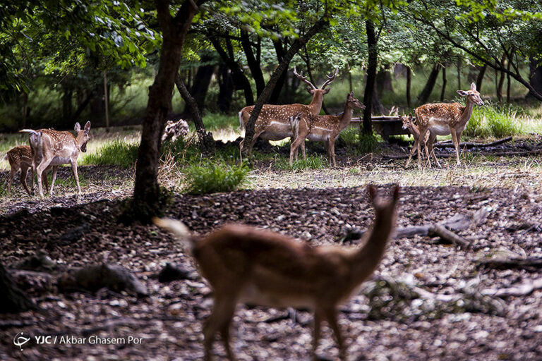 Iran's Wildlife In Photos: Persian Fallow Deer - Iran Front Page