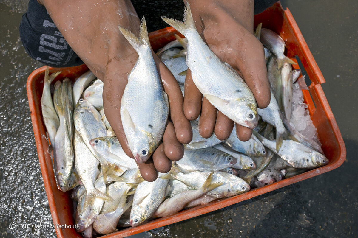 Bahrakan; The Biggest Fishing Port Of Iran - Iran Front Page