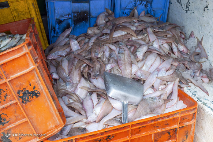 Bahrakan; The Biggest Fishing Port Of Iran - Iran Front Page