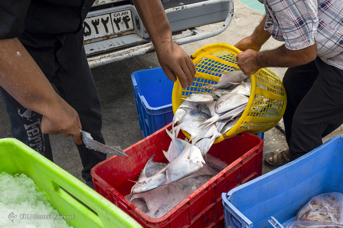 Bahrakan; The Biggest Fishing Port Of Iran - Iran Front Page