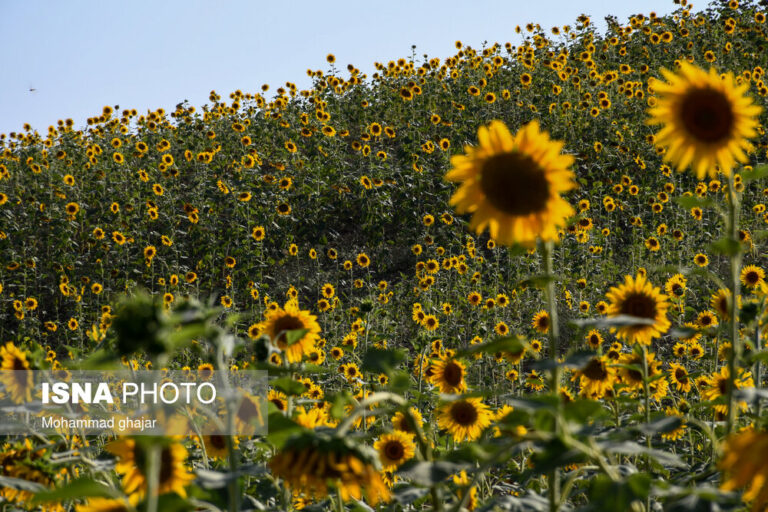 Iran's Beauties In Photos: Sunflower Fields Of Golidagh - Iran Front Page