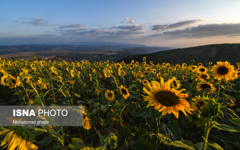 Iran's Beauties In Photos: Sunflower Fields Of Golidagh - Iran Front Page
