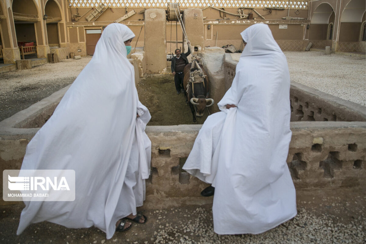 A Unique Tourist Attraction In Iran: Cow Works Only When Owner Sings ...