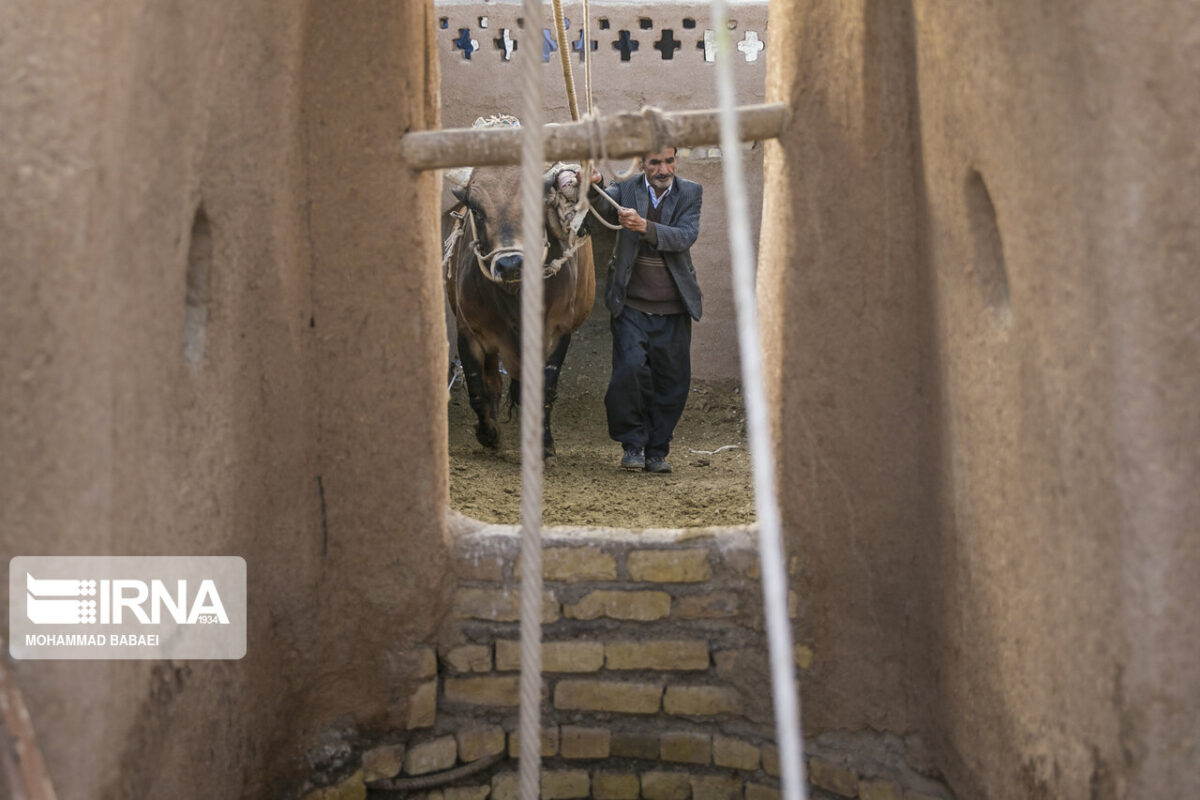 A Unique Tourist Attraction In Iran: Cow Works Only When Owner Sings ...