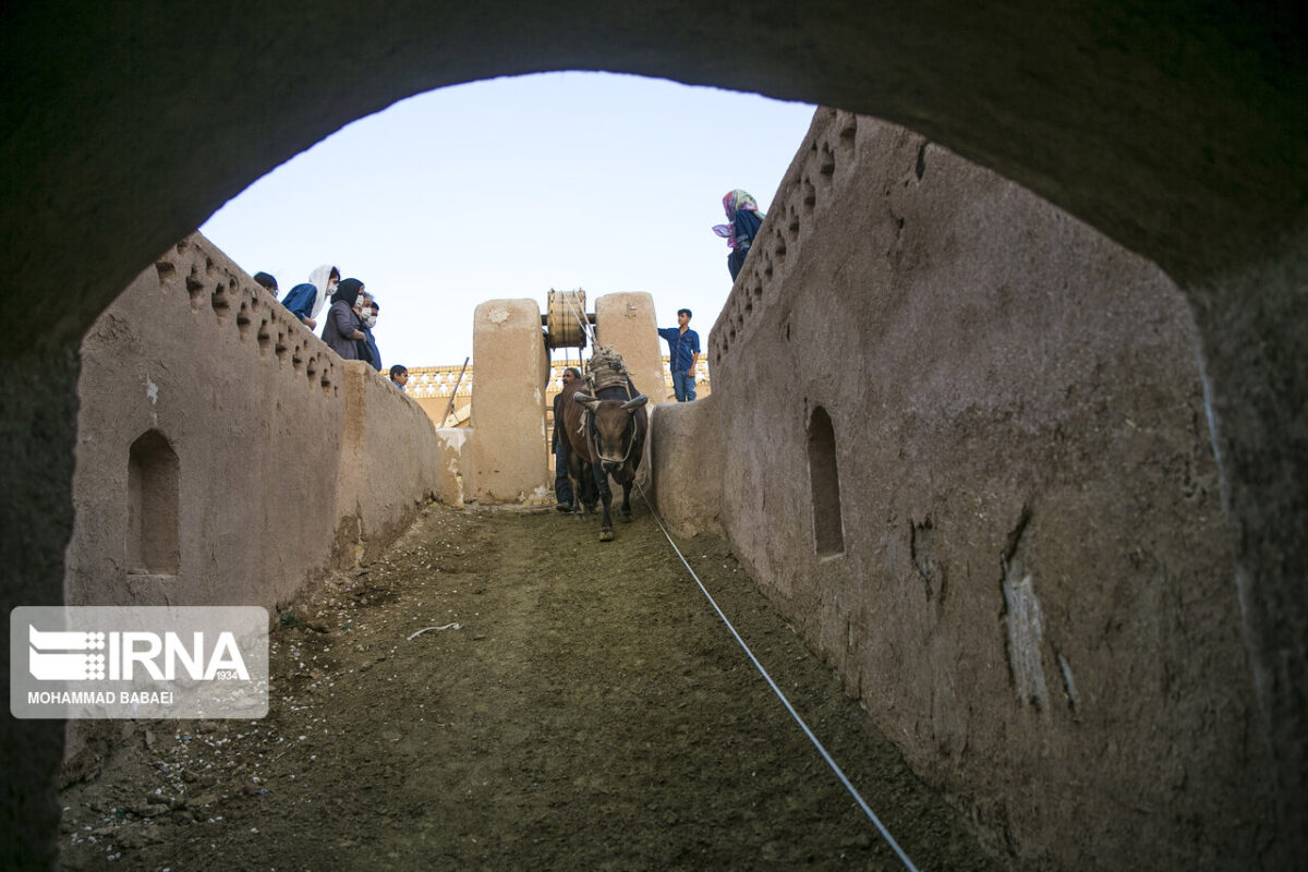 A Unique Tourist Attraction In Iran: Cow Works Only When Owner Sings ...