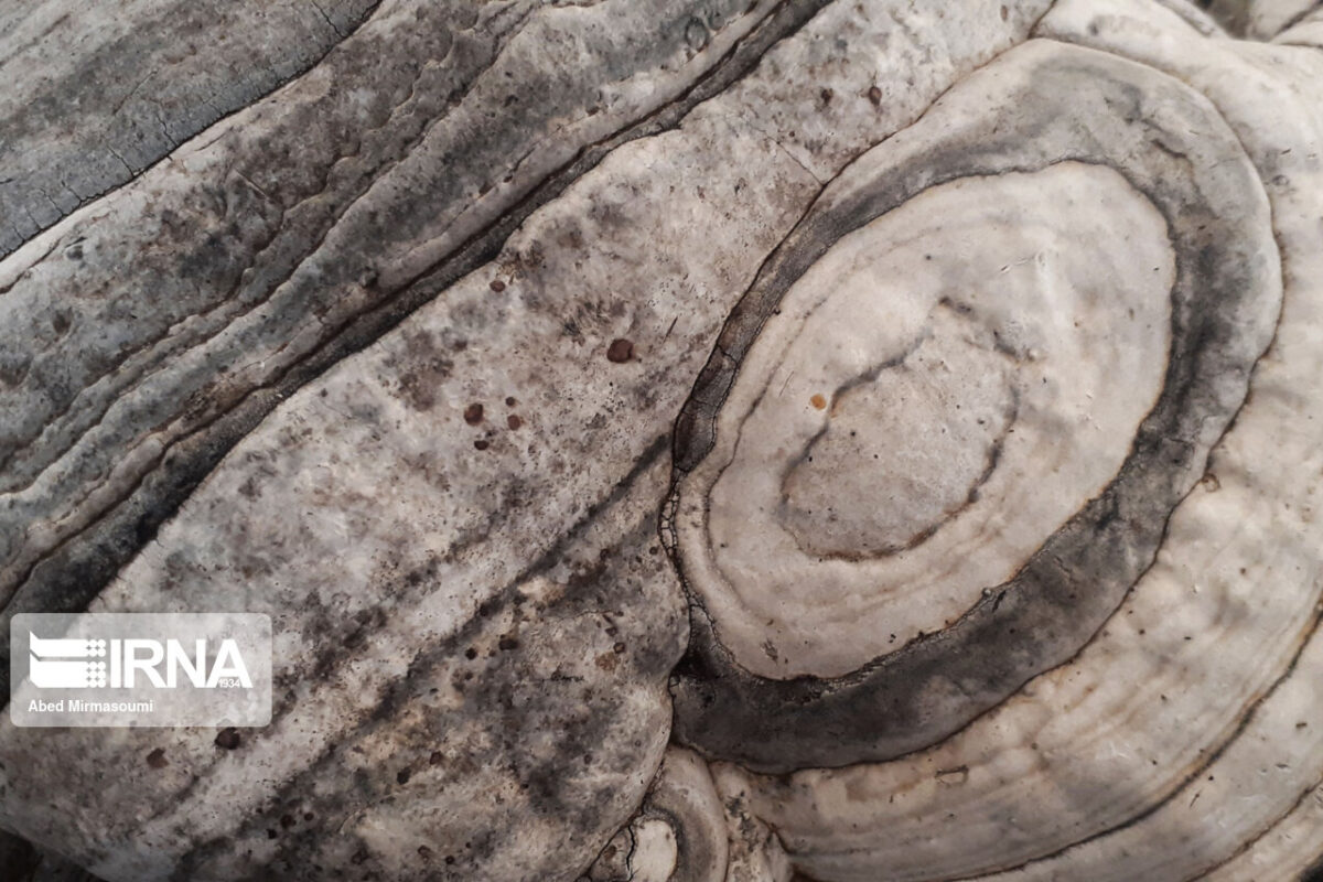 Sangsar Museum Of Rocks & Fossils; Unique Attraction In Central Iran ...