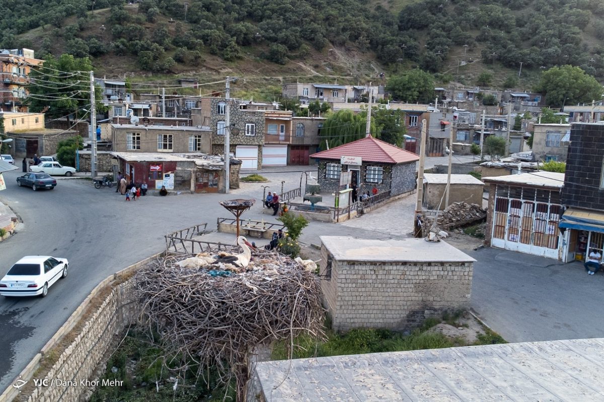 Storks Return To Marivan, Kurdistan Province - Iran Front Page
