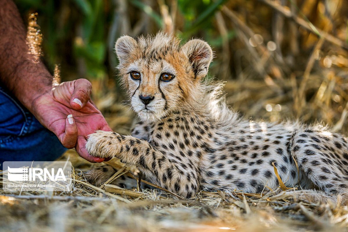 Persian Cheetah Cub Born In Captivity Doing Well, Turns 4 Months Old ...