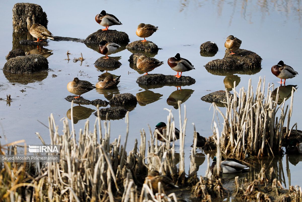 Iran Nature And Tourism: Zrebar Lake Birds - Iran Front Page