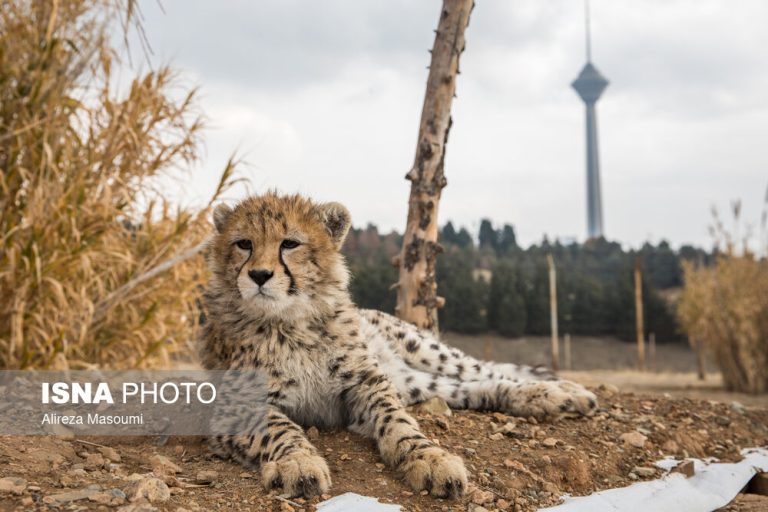 Iran’s Popular Cheetah Pirouz Turns 8 Months Old: New Pics - Iran Front ...