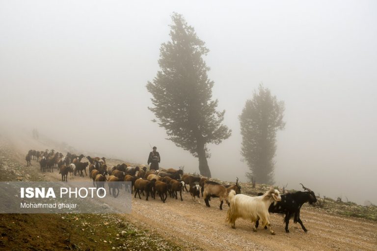 Picturesque Foggy Forests In Northern Iran - Iran Front Page